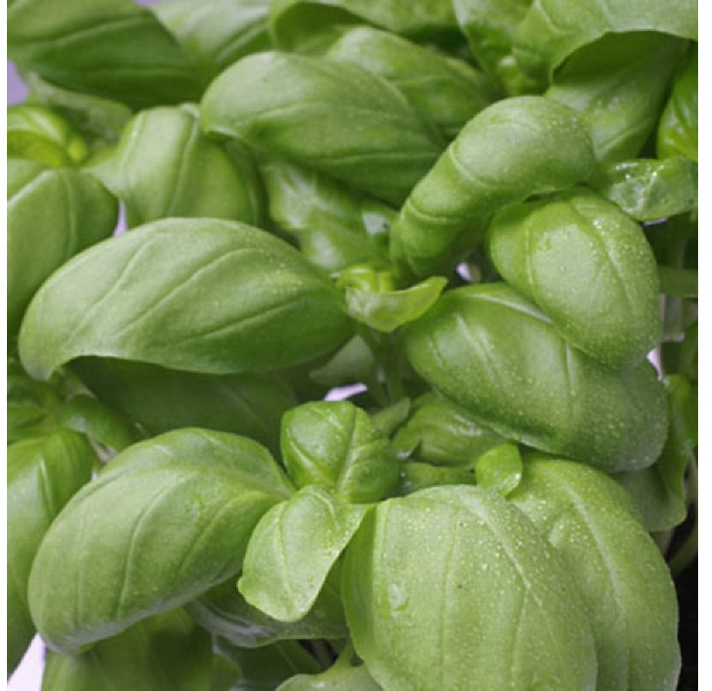 Livingston Seed Y7000 Basil Plantation Products Vegetable, 750mg — LIfe ...